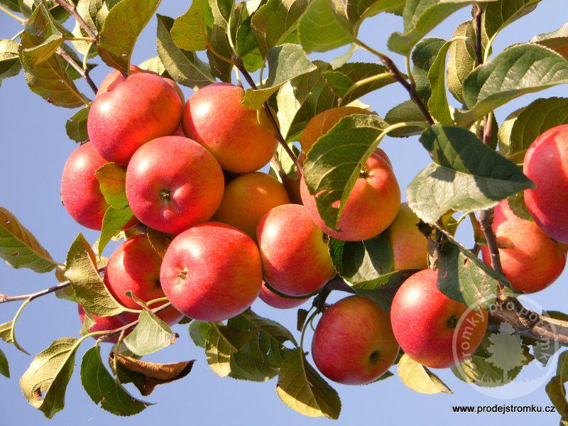 Jabloň Geneva Early (podnož M7, kontejner) | Prodej stromků
