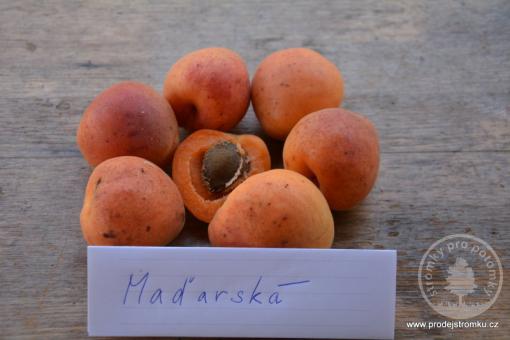 Meruňky | Prodej stromků