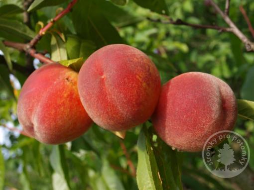 Broskve | Prodej stromků