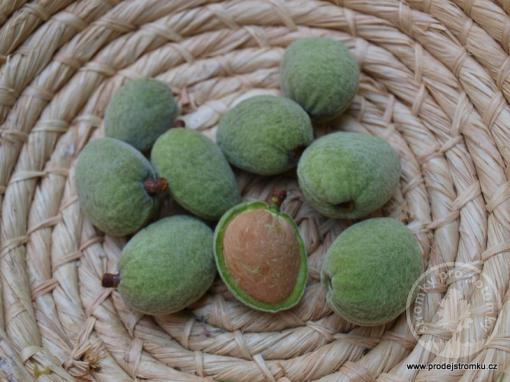 Mandloně (mandle) | Prodej stromků