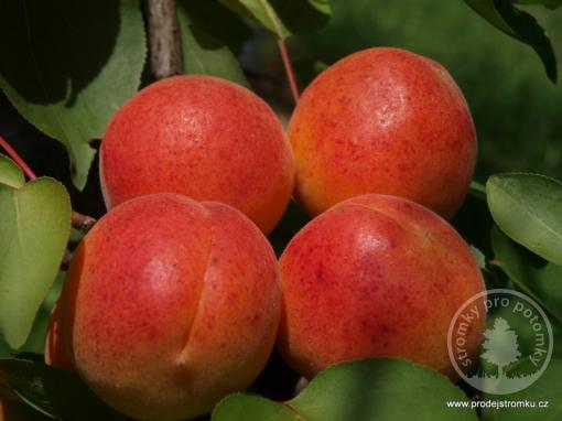 Meruňky | Prodej stromků