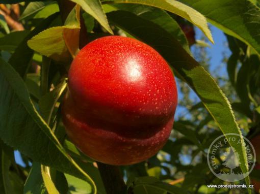 Nektarinky | Prodej stromků