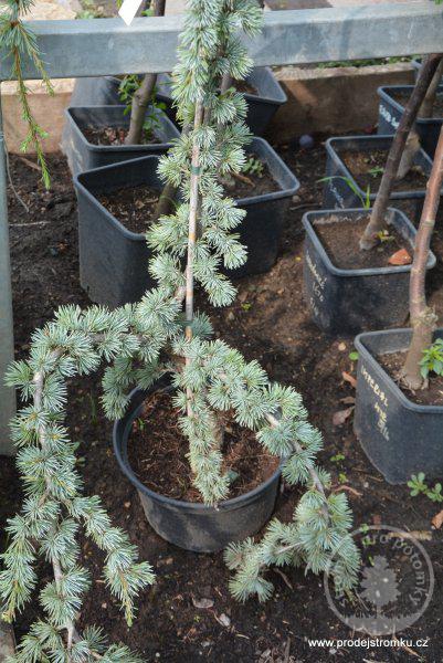 Cedr atlantský Glauca Pendula | Prodej stromků
