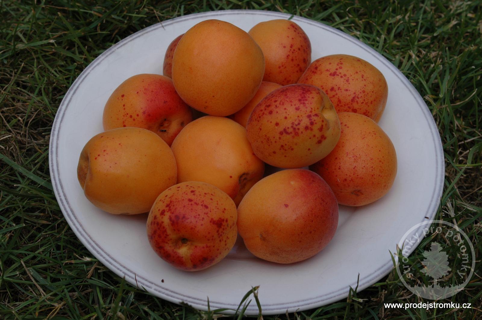 Frostina meruňka podnož Semenáč | Prodej stromků