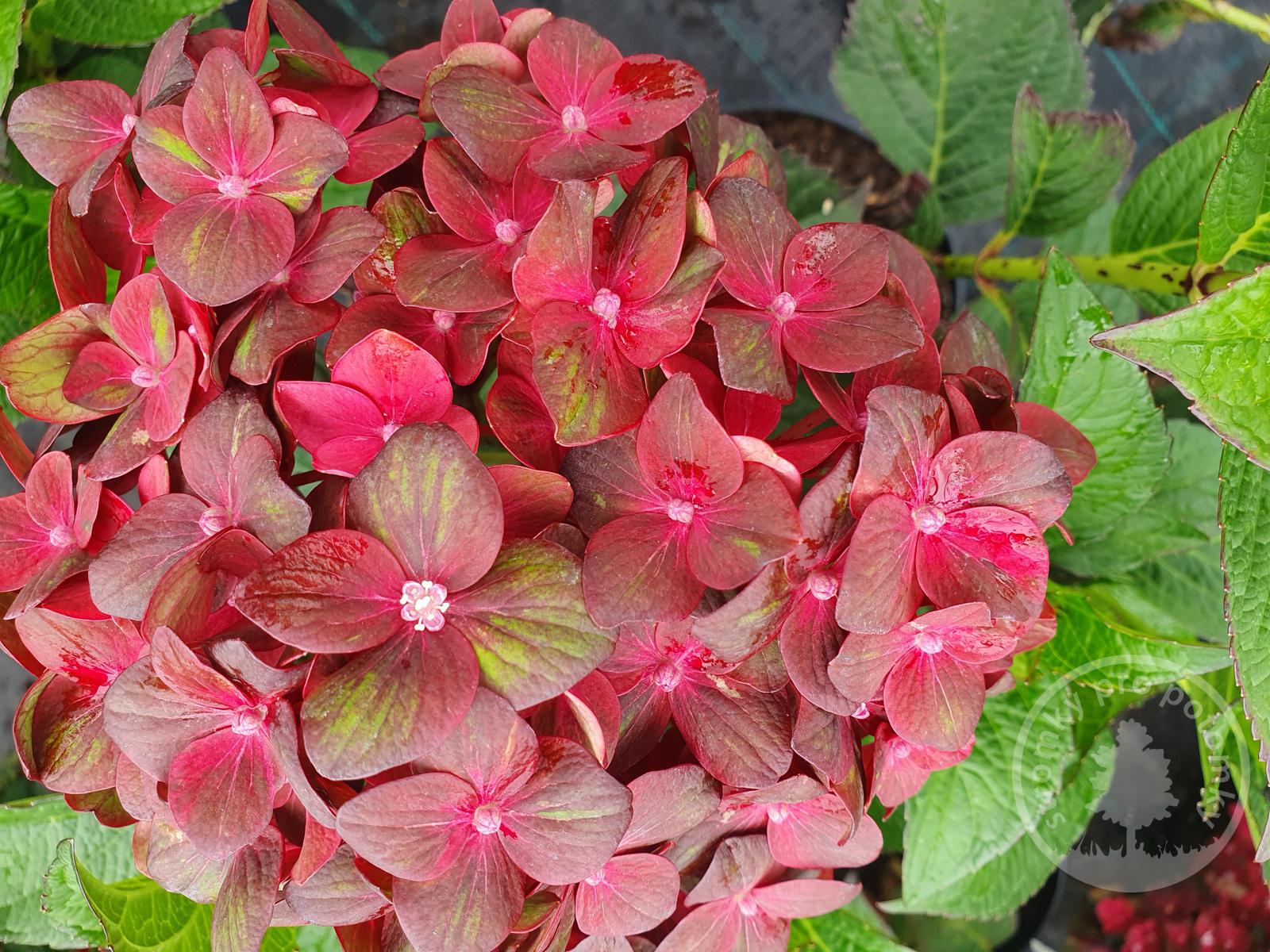 Hortenzie velkolistá Magical Chocolate | Prodej stromků