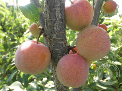 Blumy a švestkomeruňky | Prodej stromků