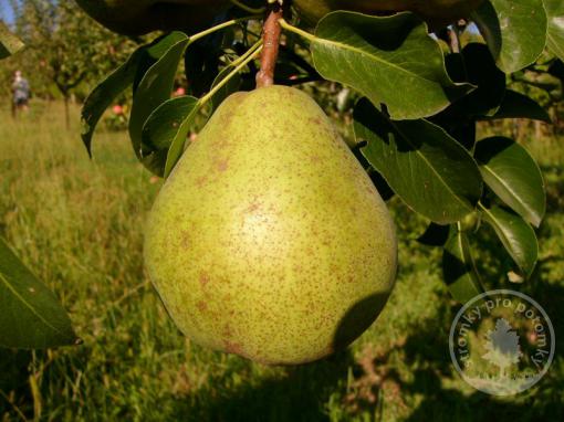 Hrušeň Generál Leclerc (podnož Kdoule) | Prodej stromků