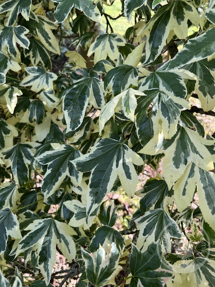 Ambroň západní Silver King | Prodej stromků