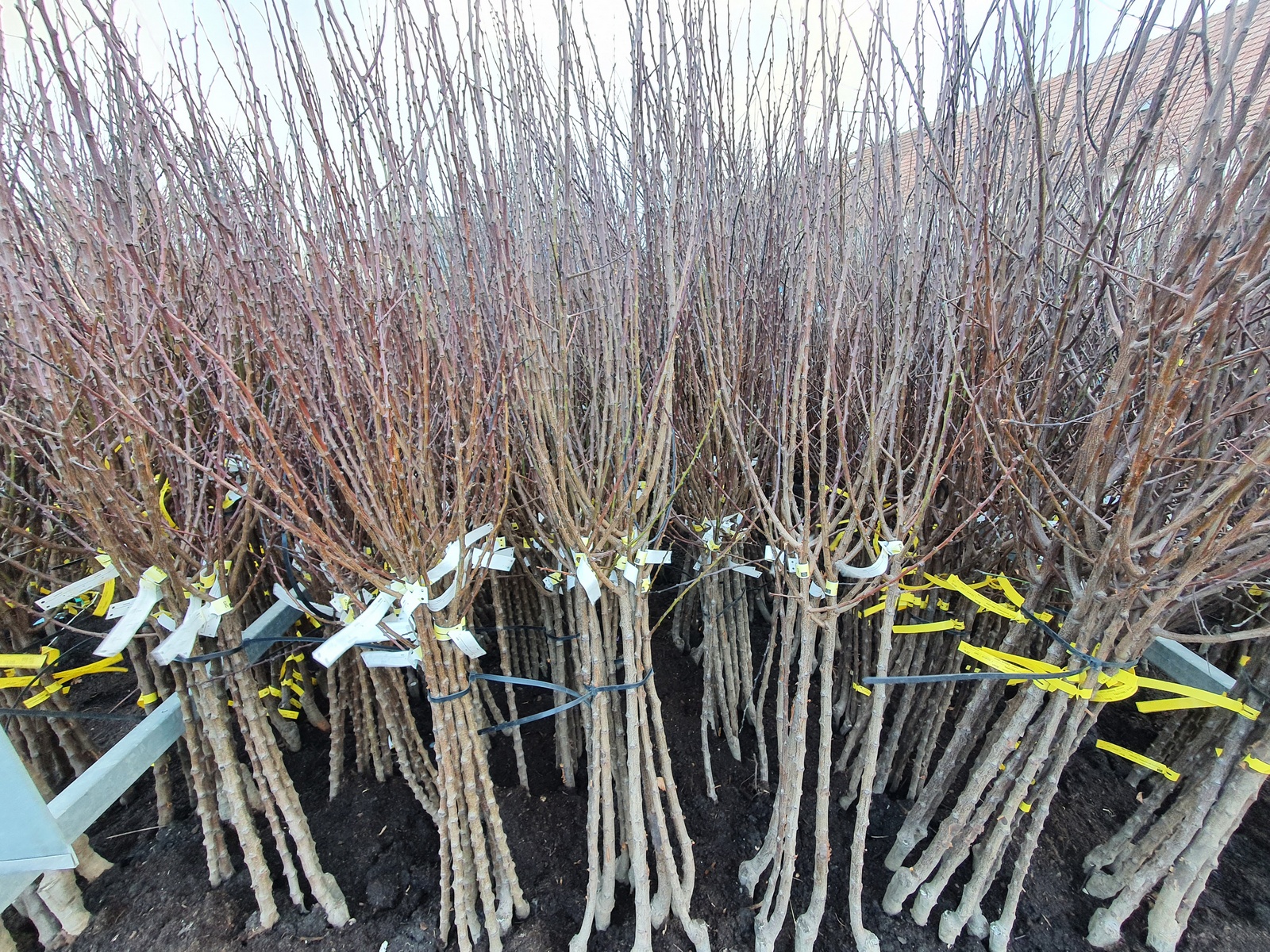 Fotografie sazenic prostokořenných ovocných stromků které nabízíme ...