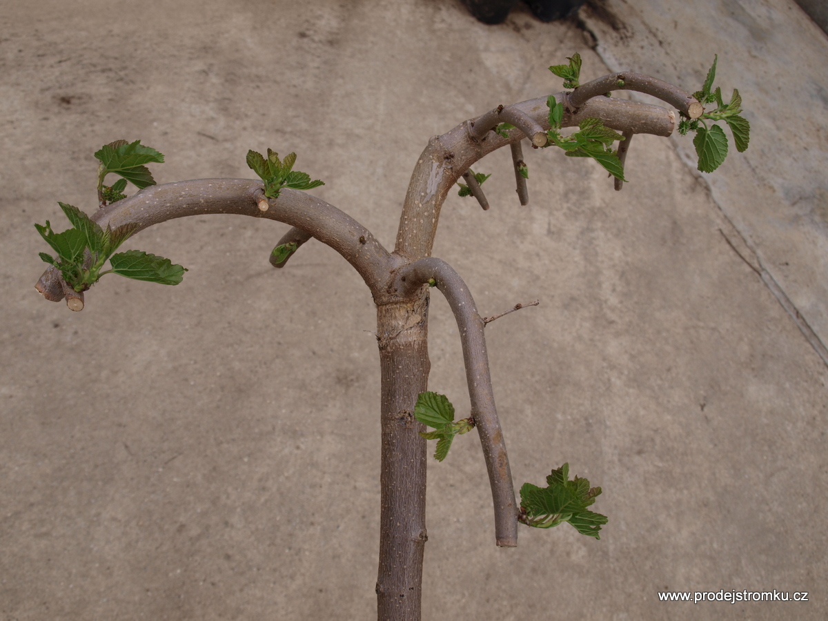 Návod k výsadbě a střih převislé moruše | Prodej stromků