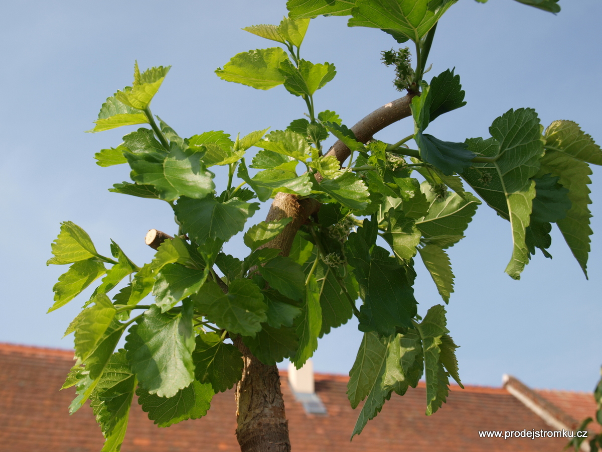 Návod k výsadbě a střih převislé moruše | Prodej stromků