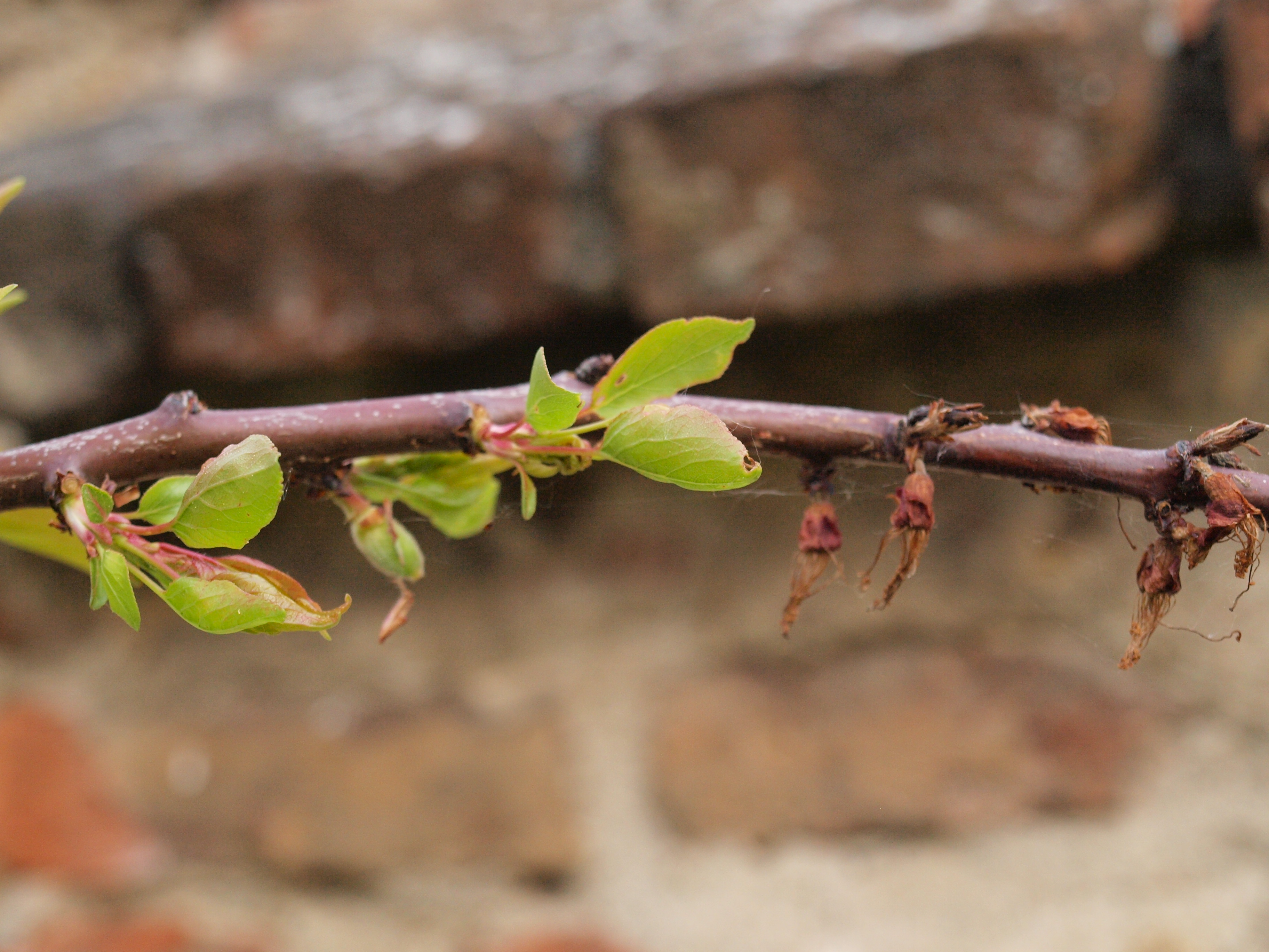 Boj proti monilióze a moniliovému úžehu peckovin | Prodej stromků